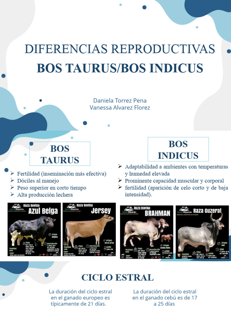 Diferencias Reproductivas Bos Taurus Bos Indicus | PDF | Vacas | Mamíferos Hembras
