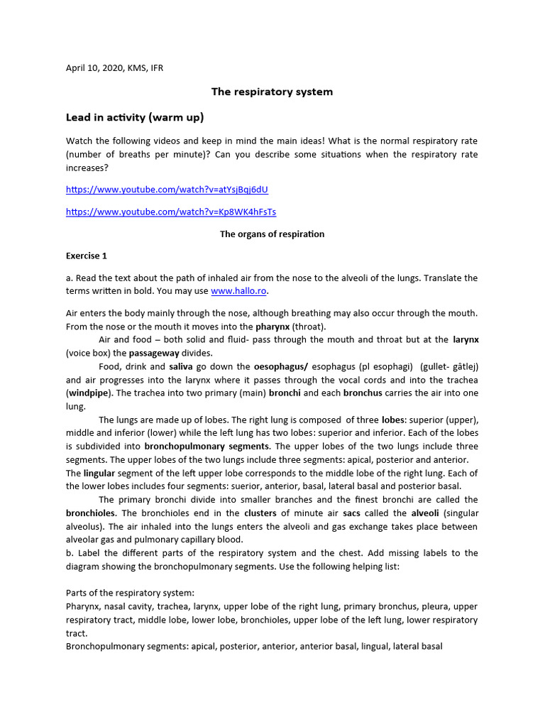 Respiratory System | Download Free PDF | Lung | Respiratory Tract