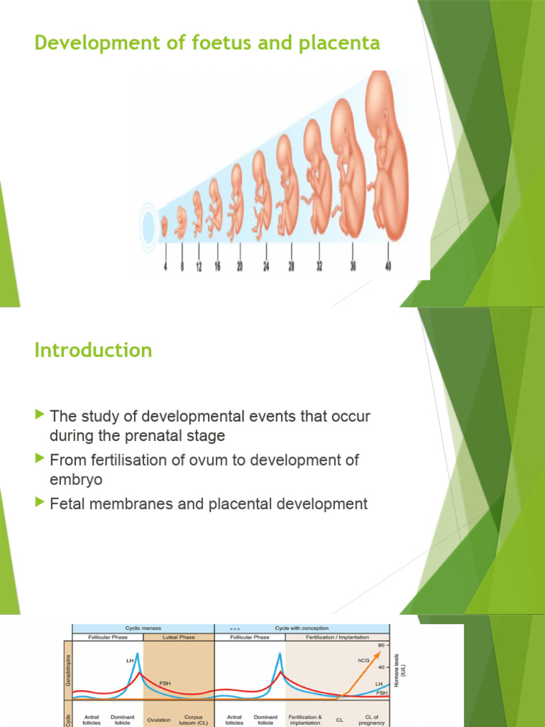 Development of Foetus and Placenta | PDF | Biology | Anatomy