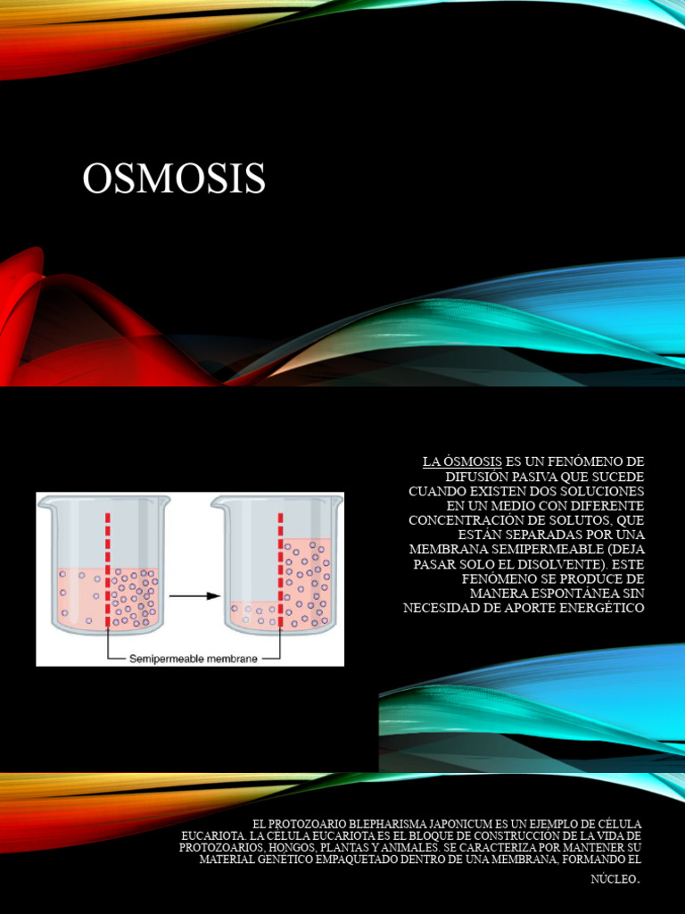 Osmosis | PDF | Biología Celular) | Eucariotas