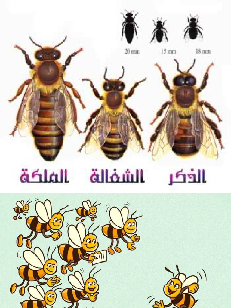 نحلات | PDF