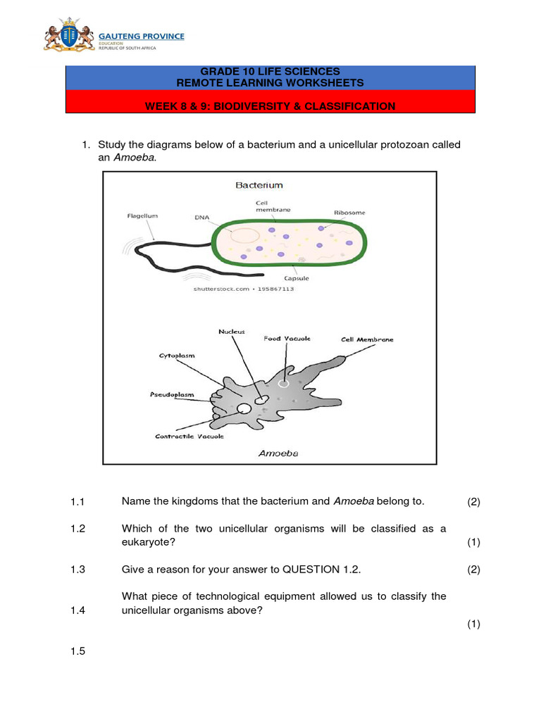 GRADE 10 LIFE SCIENCES Remote Learning Worksheets Week 8 9 | PDF | Leaf ...