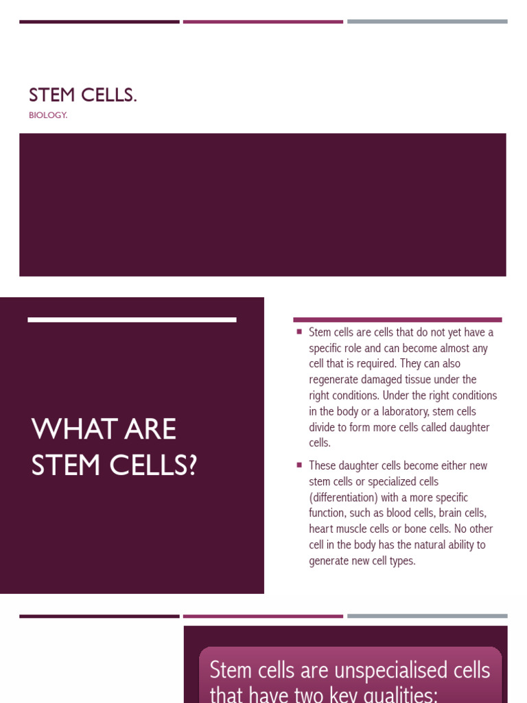 BIOLOGY STEM CELLS | PDF | Stem Cell | Cell Potency
