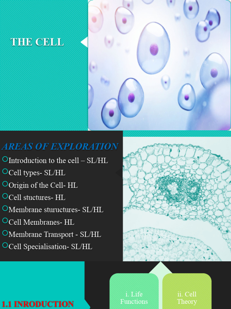 M 25- The CELL- Introduction and Cell Types. | PDF | Cell (Biology ...