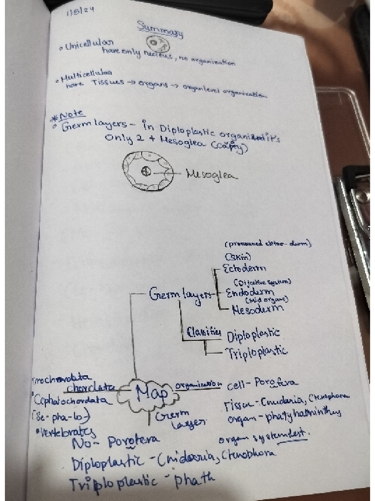 Notes of Bio Animal Kingdom Basics | PDF