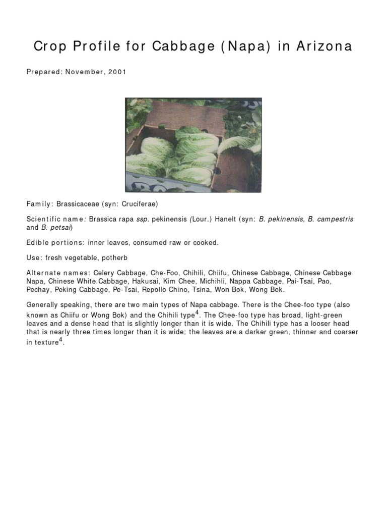 Azcabbage Napa | Download Free PDF | Cabbage | Beetle
