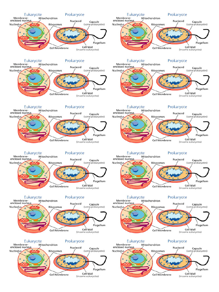 Notes - Diagram of Pro - Eu Karyotic Cells | PDF