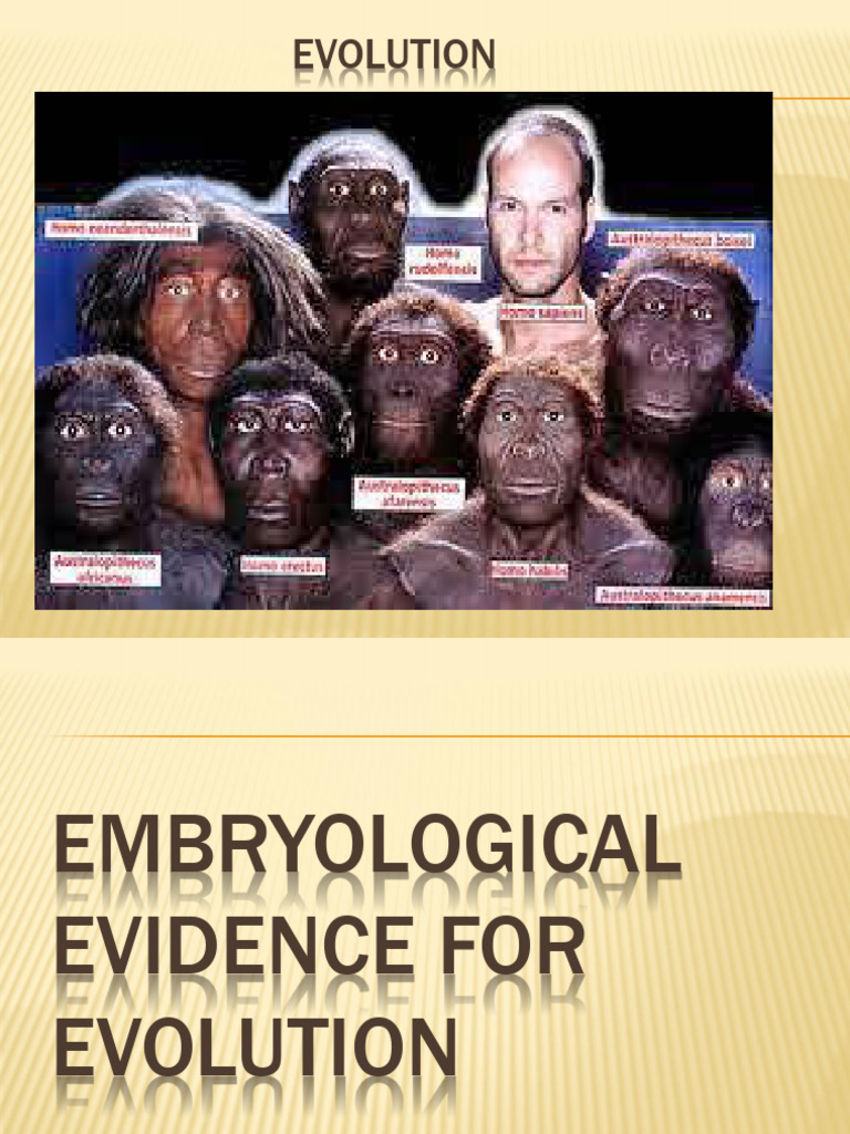 Embryology: Evidence of Evolution | PDF | Science & Mathematics