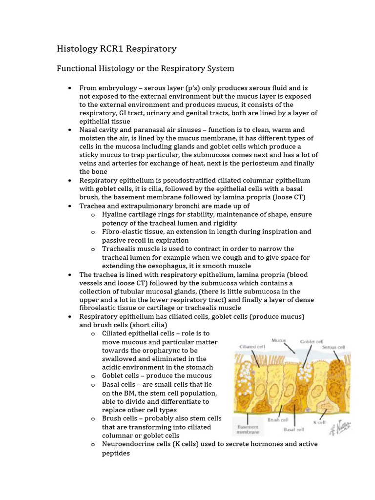 Histology Rcr1 Respiratory Pdf Respiratory Tract Epithelium