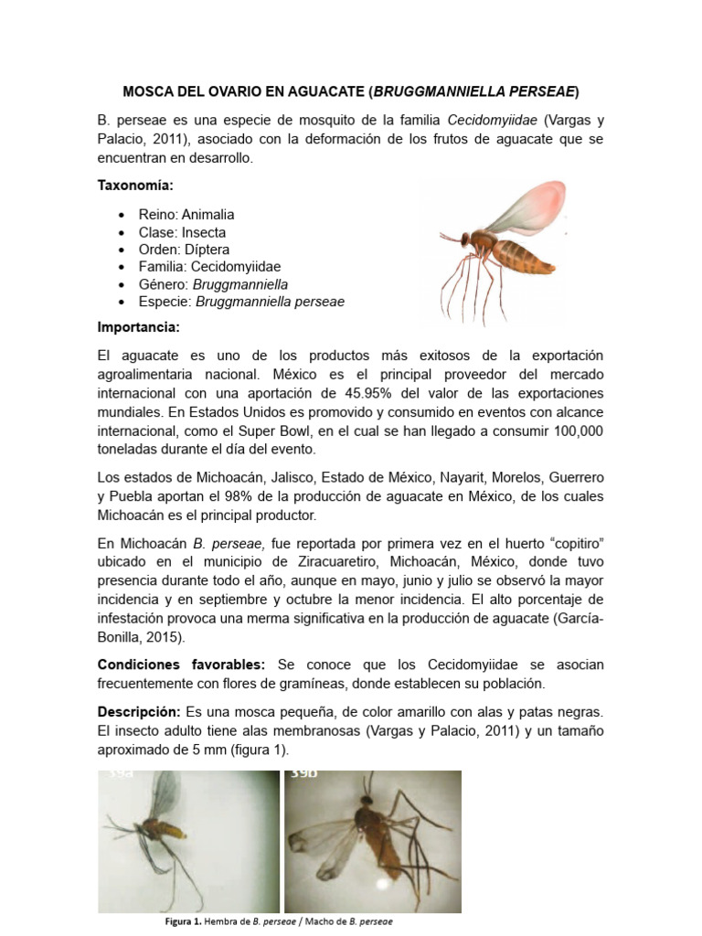 Mosca Del Ovario en Aguacate | PDF | Aguacate | Flores