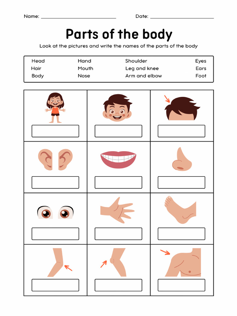 Parts of The Body Vocabulary Worksheet | PDF