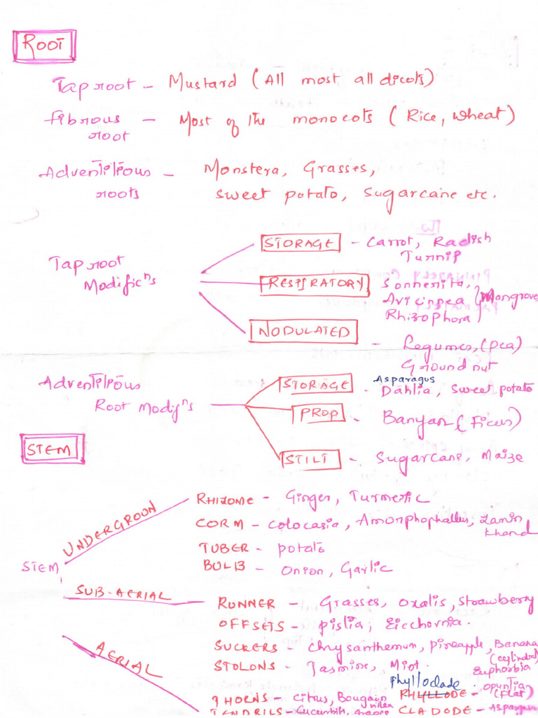 Botany - Notes | PDF