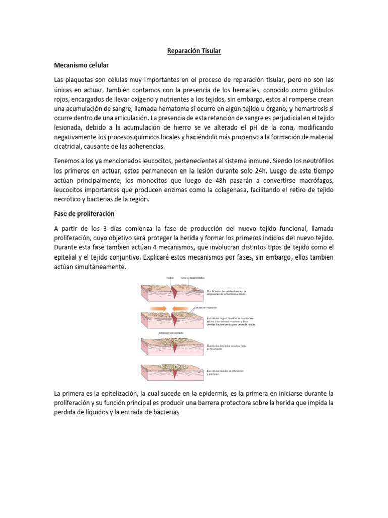 tisular | PDF | Hueso | Cicatrización de la herida