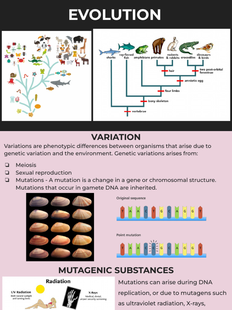 EVOLUTION | PDF | Natural Selection | Evolution