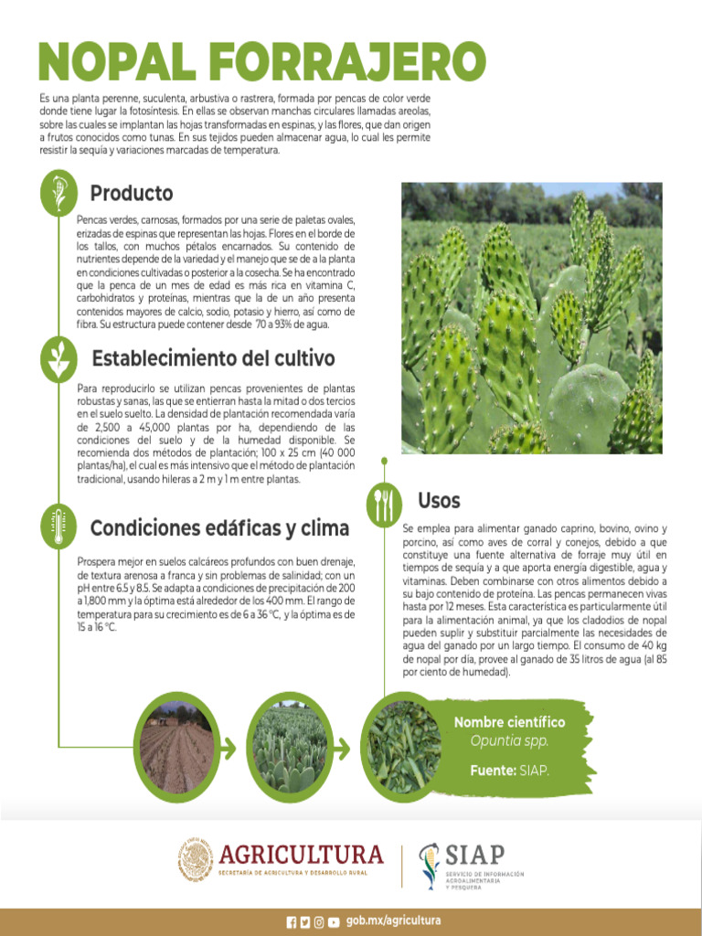 Cultivo y uso del nopal forrajero | PDF | Plantas | Agricultura