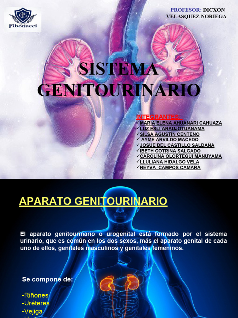 Sistema - Genitourinario PPT Iiid | Descargar gratis PDF | Sistema ...