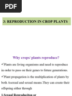Single Seed Descent Method | PDF | Plant Breeding | Dominance (Genetics)