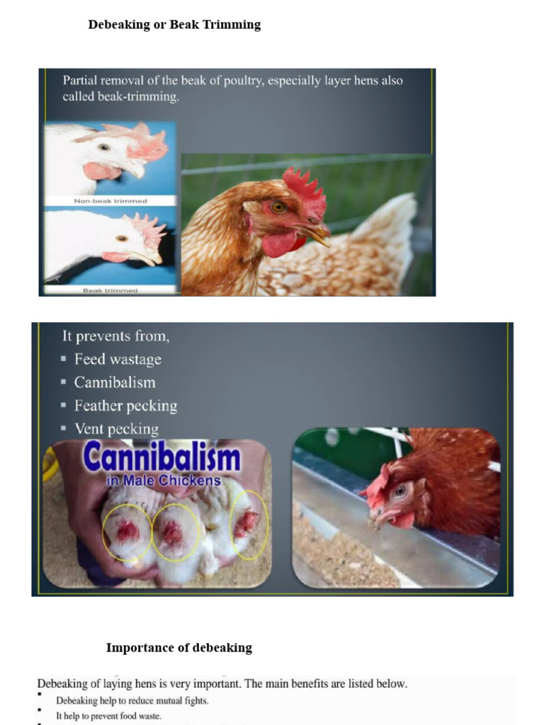 Poultry Care: Debeaking & Deworming | PDF | Wellness | Science ...