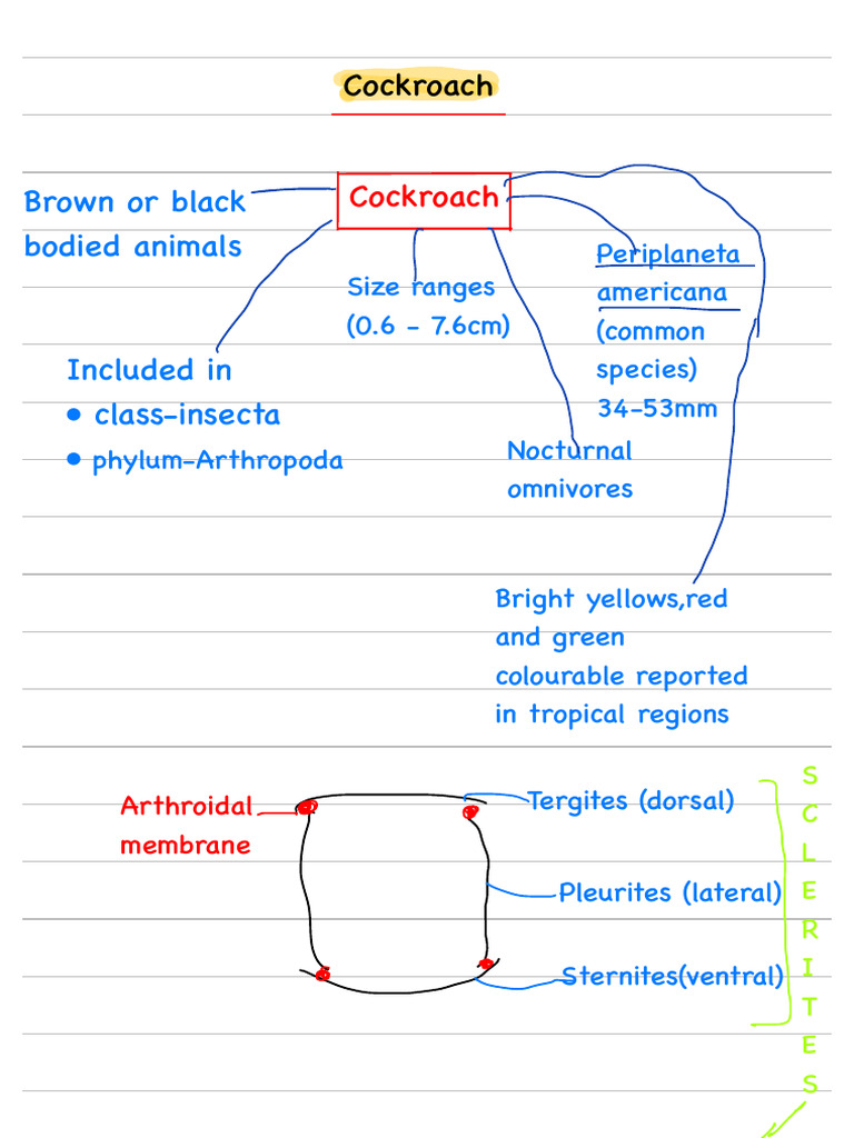 Cockroach | PDF | Zoology | Animal Anatomy