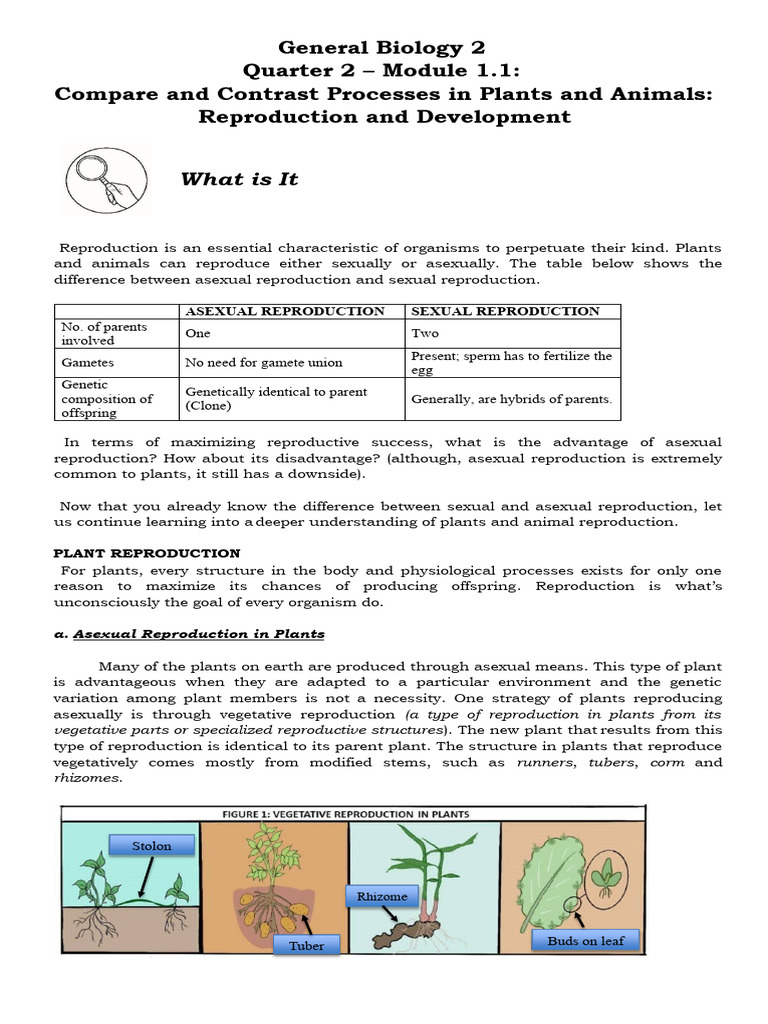 REPRODUCTION | PDF | Reproduction | Uterus