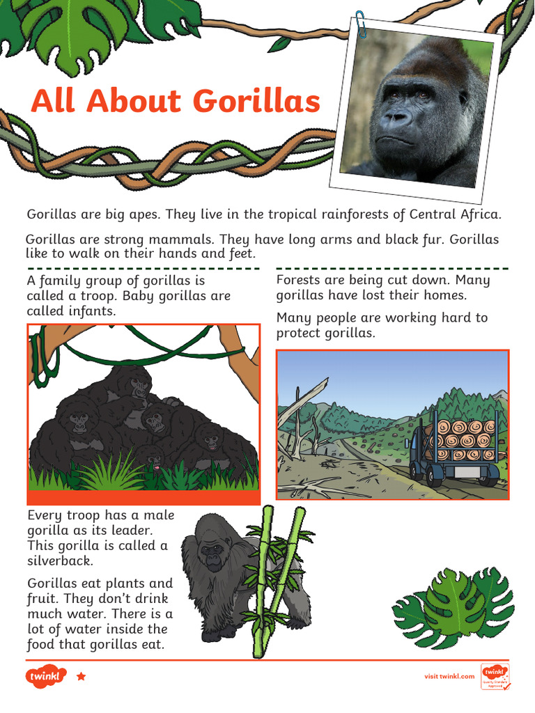 All About Gorillas Differentiated Reading Comprehension Activity | PDF | Gorilla | Ape