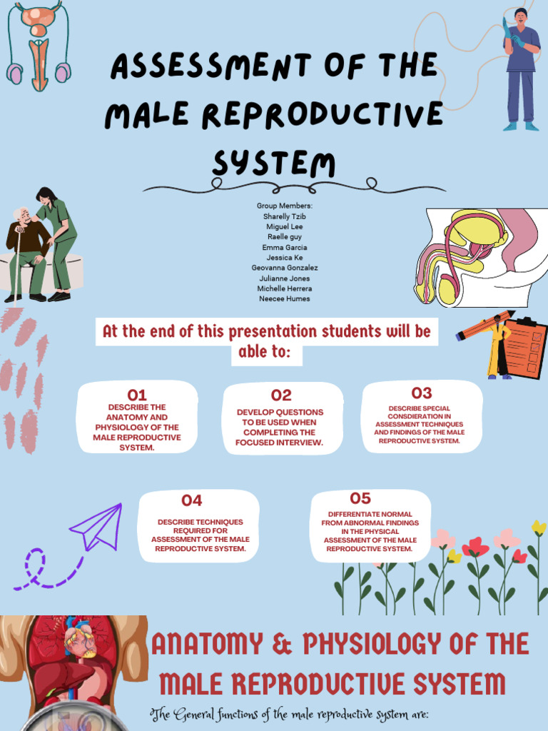 Male Reproductive System | PDF | Testicle | Reproductive System