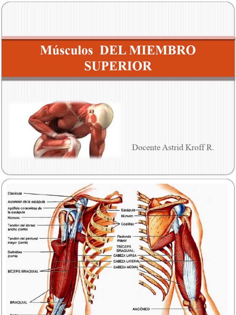 8músculos Del Miembro Superior | PDF | Hombro | Extremidades (anatomía)