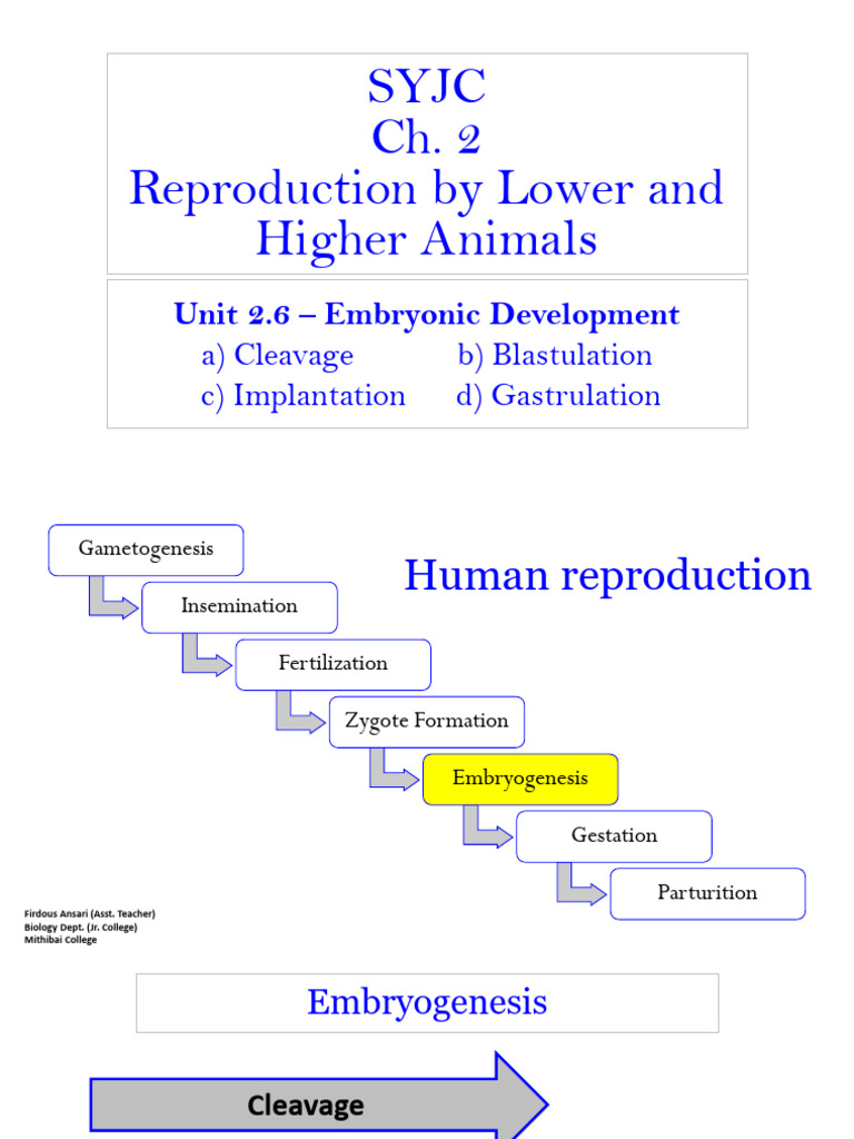 Embryonic Development in Animals | PDF | Embryo | Biology