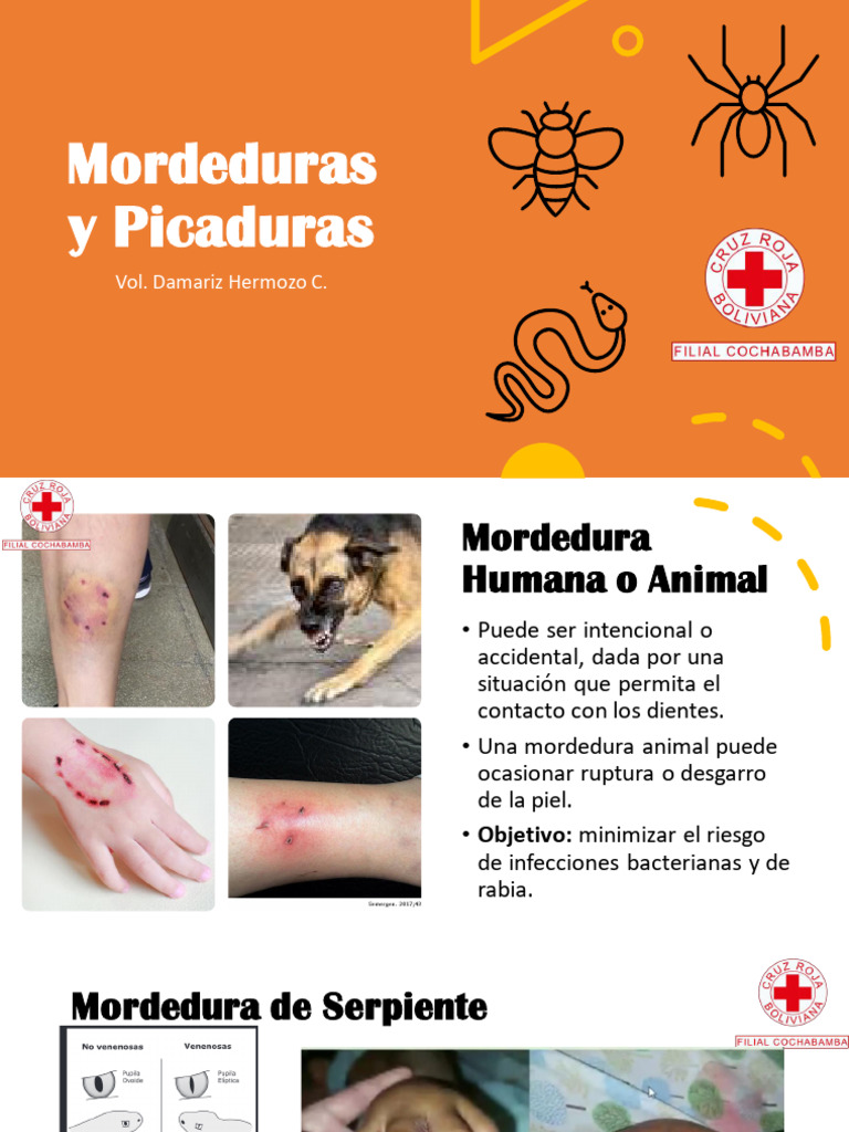 Mordeduras y Picaduras | PDF | Hogar, jardinería y bricolaje | Salud y ...