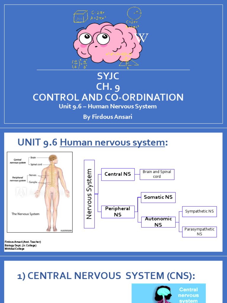 SY 9 Control and Co ordination (Unit 9.6 & 9.8) (1) | PDF | Spinal Cord ...