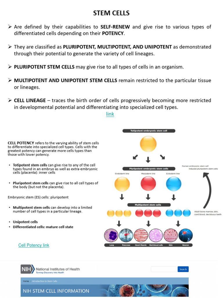 Class 22 CellBiology MB 2023 2024 | PDF | Cell Potency | Stem Cell