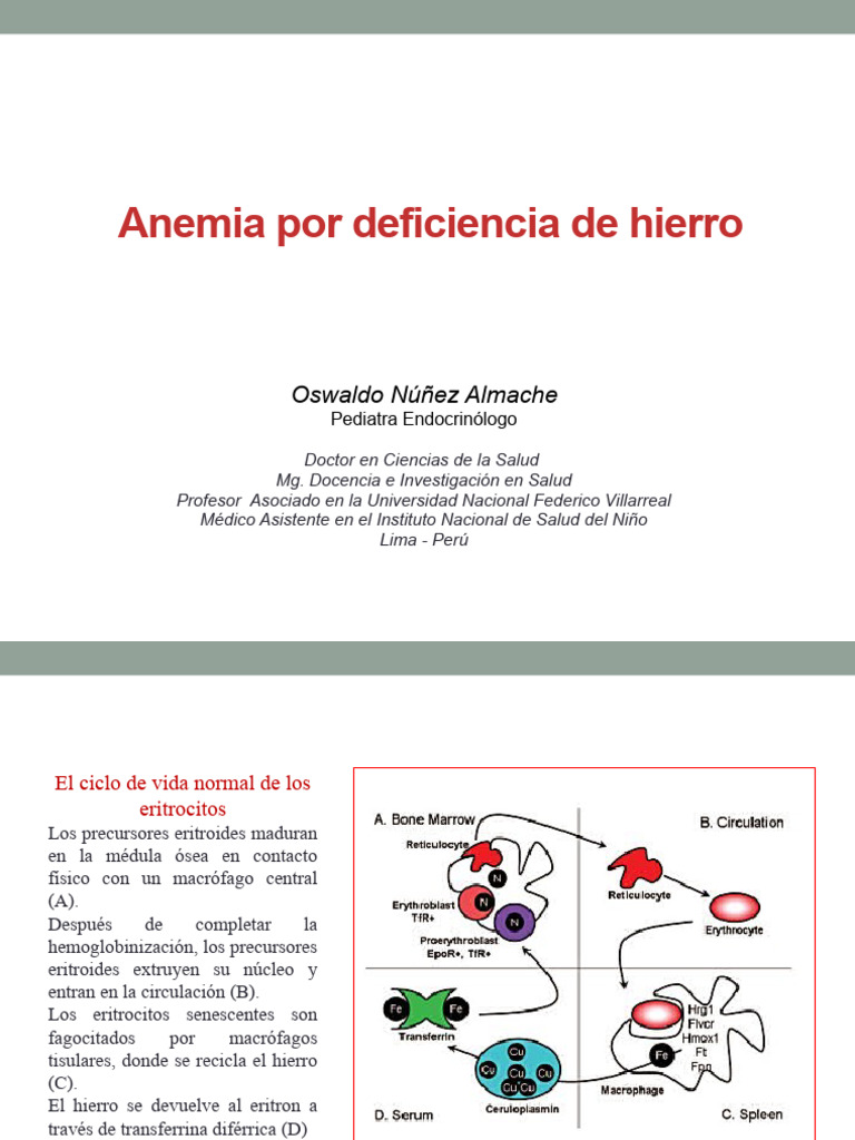 Anemia Por Deficiencia de Hierro-Clase | PDF | Glóbulo rojo | Hierro