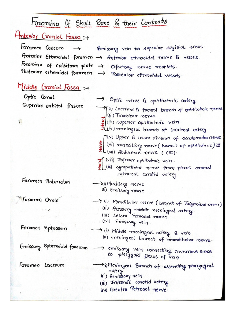 Foramina of Skull and Their Content | PDF