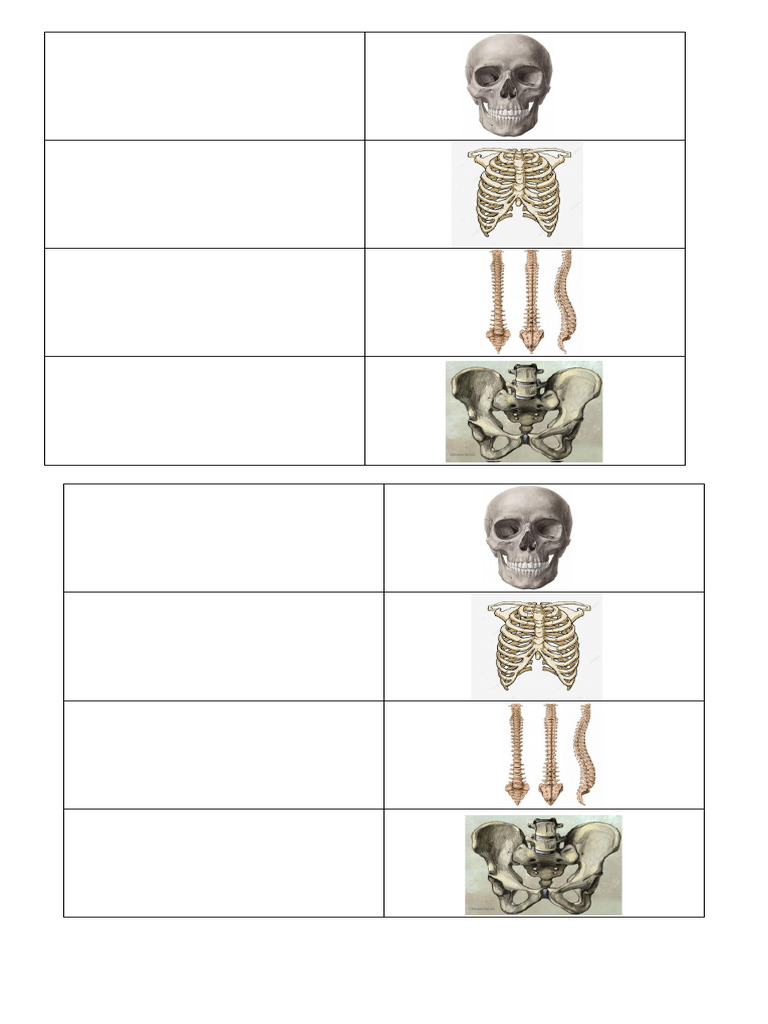 El esqueleto humano recortable #2 | PDF