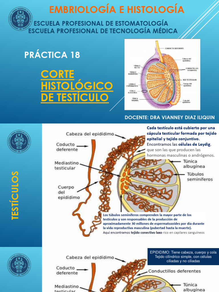 Histología del Testículo y Epidídimo | PDF | Testículo | Anatomía