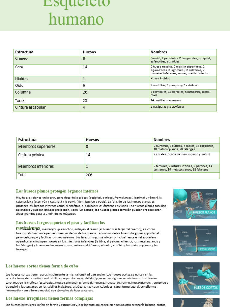 Esqueleto humano | PDF | Esqueleto | Sistema musculoesquelético