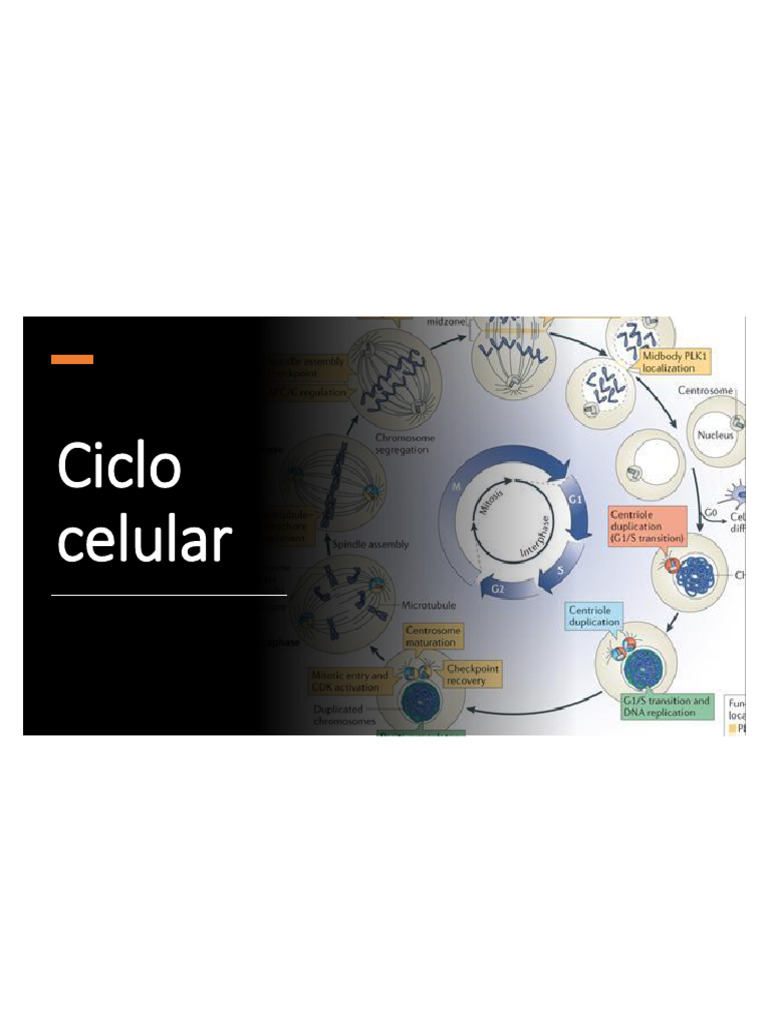 Abrir Ciclo Celular | PDF | Mitosis | Ciclo celular