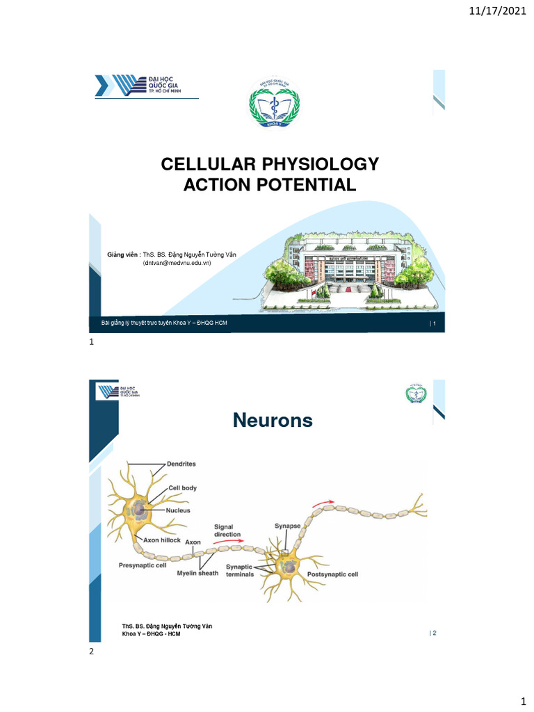 Action Potential | PDF | Action Potential | Biology