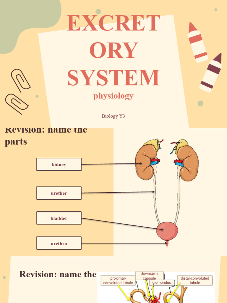 2. Physiology of Excretory System | PDF | Urinary System | Kidney
