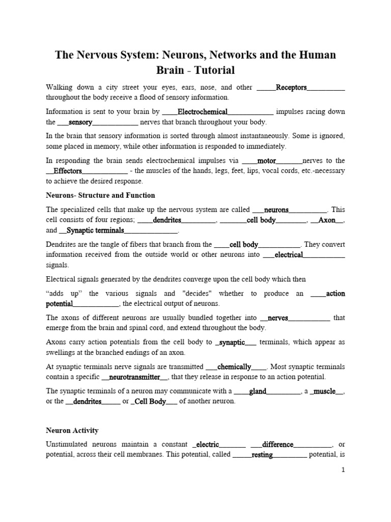 The Nervous System - Worksheet | PDF | Chemical Synapse | Nervous System