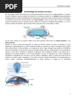 Desarrollo Embrionario III Neurulación | PDF | Anatomía | Biología del ...