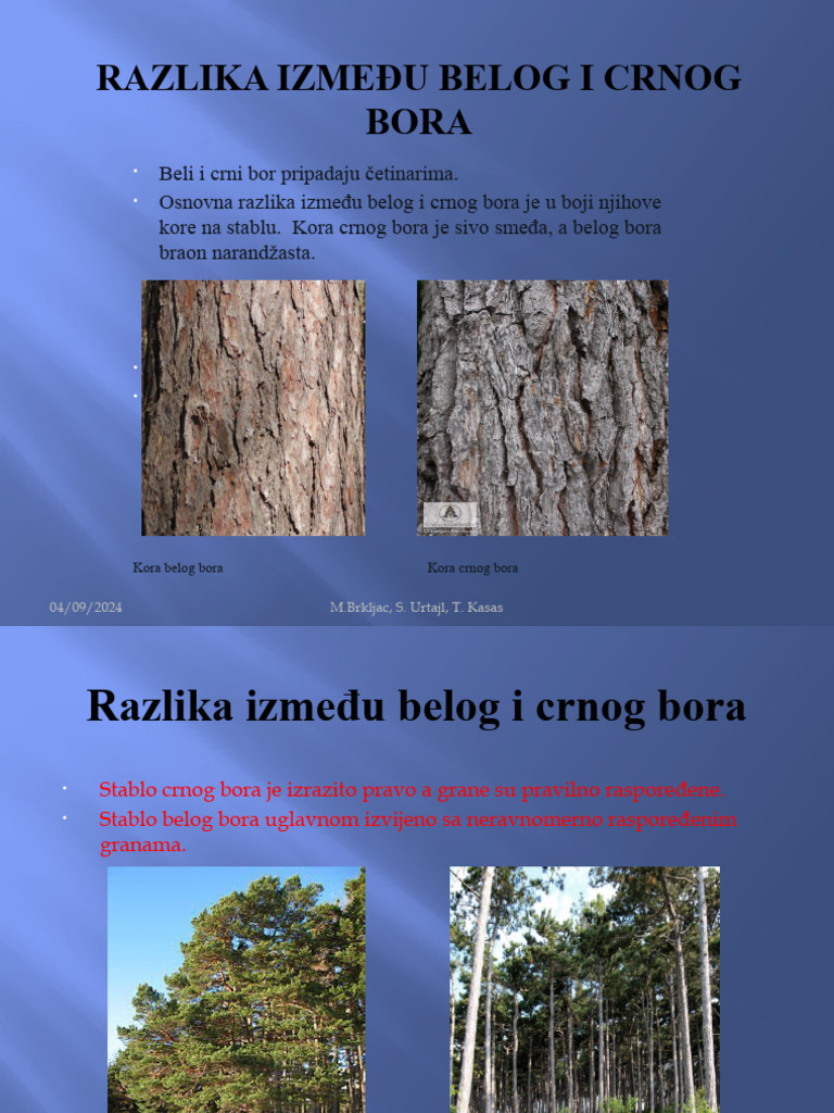 Razlika Između Belog I Crnog Bora | PDF