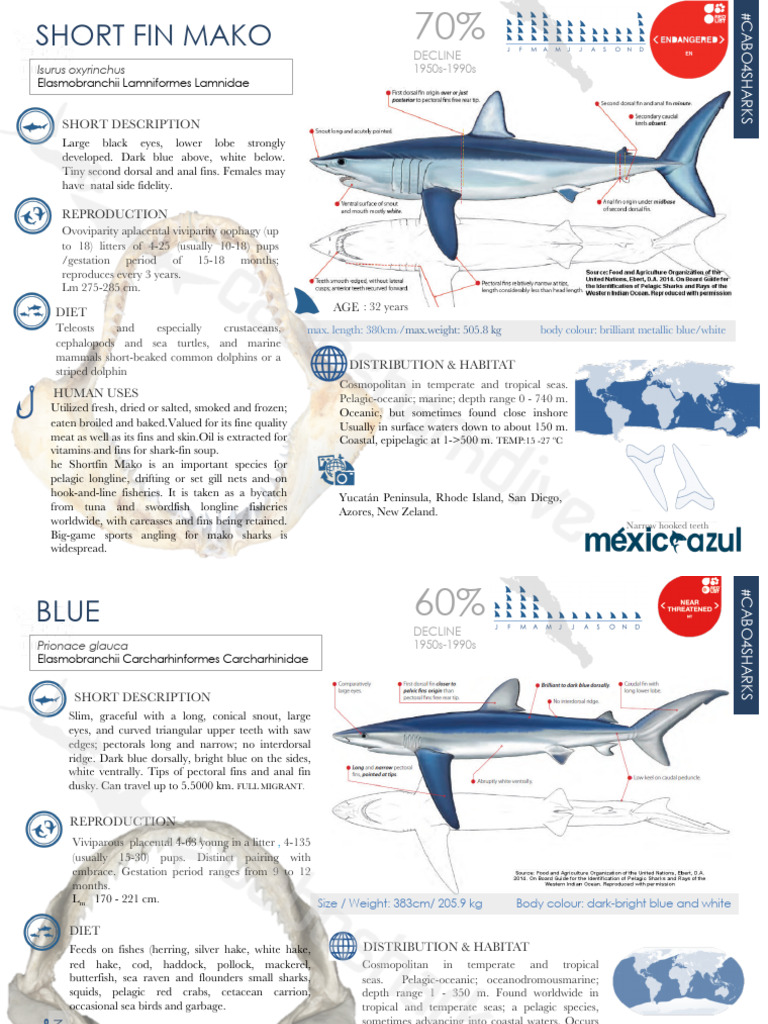 Pelagic Sharks ID | PDF | Sharks | Fish
