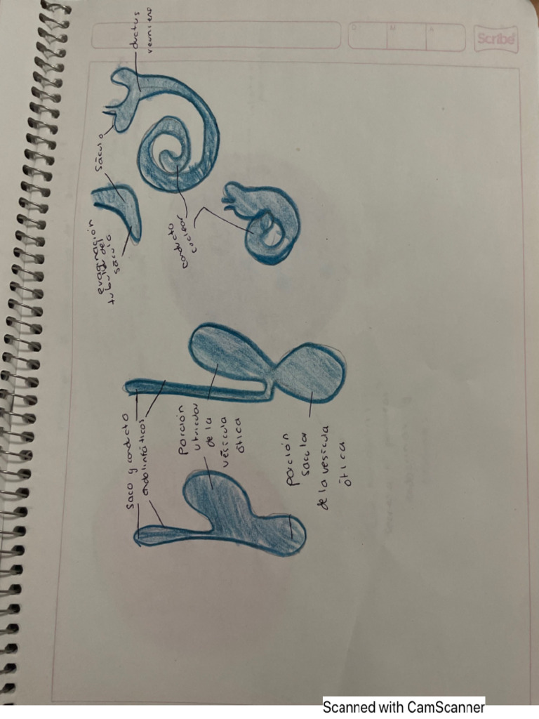 Dibujo Oído Embrio | PDF