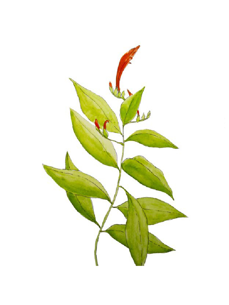 Justicia Spicigera | PDF | Hogar y jardín