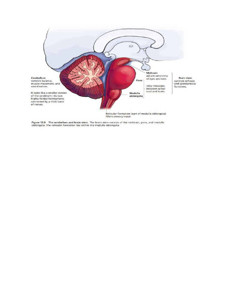 BIO123 - The Cerebellum and Brain Stem | PDF