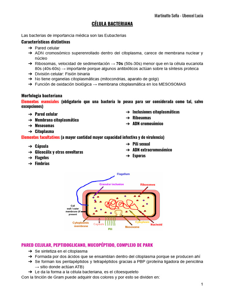 Resumen Micro Bacterio | Descargar gratis PDF | Las bacterias | Citoplasma