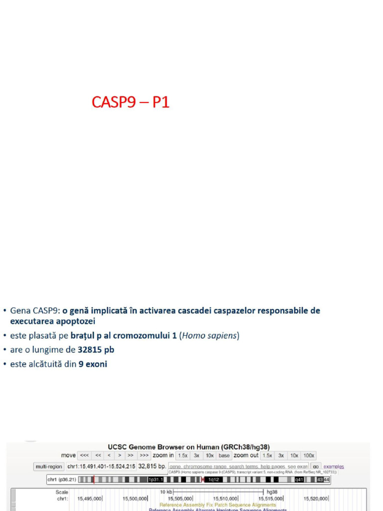 Casp9 p1 Bis | PDF