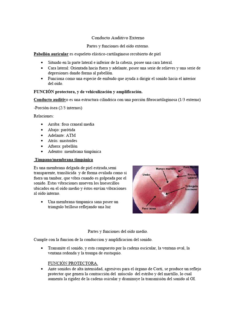 Conducto Auditivo Externo | PDF | Oído | Órganos sensoriales