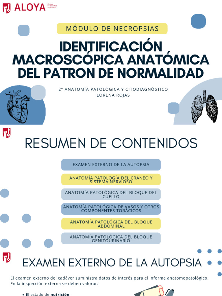 Tema 4 Necro-Lorena Rojas | PDF | Anatomía | Riñón